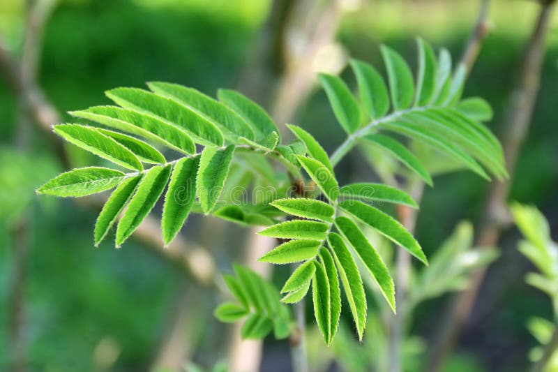 Young Green Leaves of Mountain Ash in Early Spring. Beginning of ...