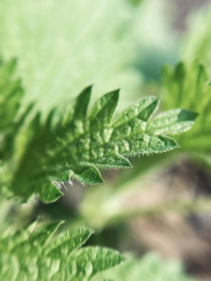 Young Green Leaves of Nettles Grow in the Rays of Sunlight Stock Image ...