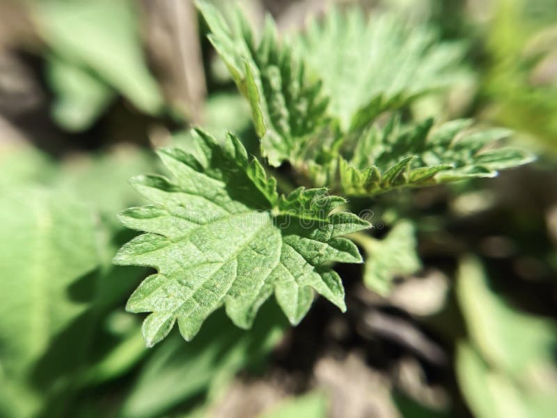 Young Green Leaves of Nettles Grow in the Rays of Sunlight Stock Photo ...