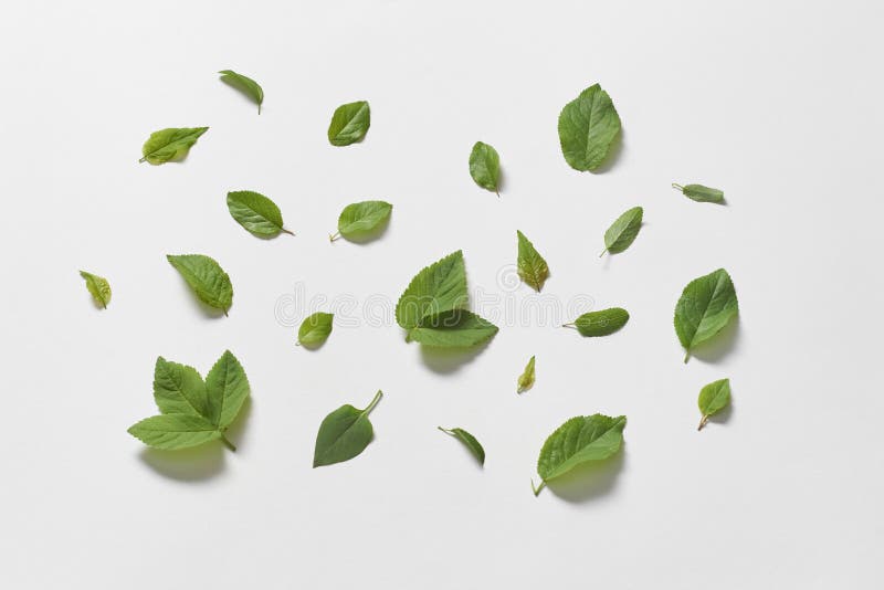 Young Green Leaves Scattered on White Background Stock Image - Image of ...