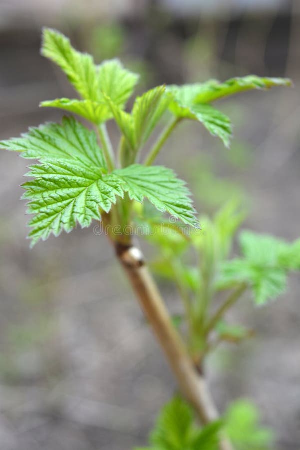 Young Green Leaves, Shoots, Raspberry Branches. Stock Image - Image of ...