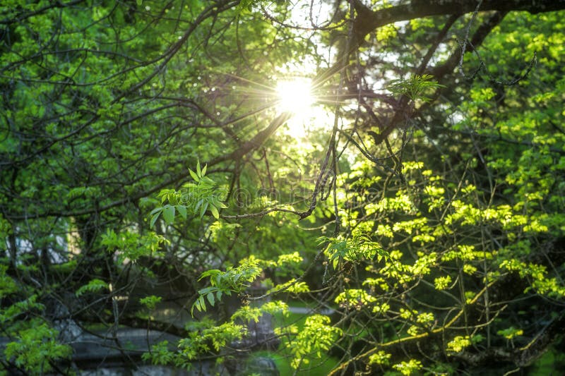 Young Green Leaves Sun Rays Spring Time Sunset Stock Photo - Image of ...