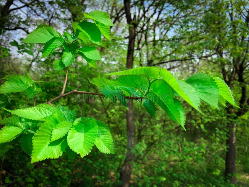 Spring Green Leaves on a Branch of an Elm Tree Stock Image - Image of ...