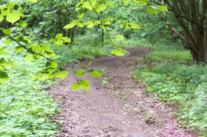 Young Green Leaves on the Tree, Forest Path between the Trees Stock ...