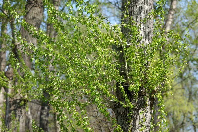 Young Green Leaves on a Tree in Spring Stock Photo - Image of nature ...