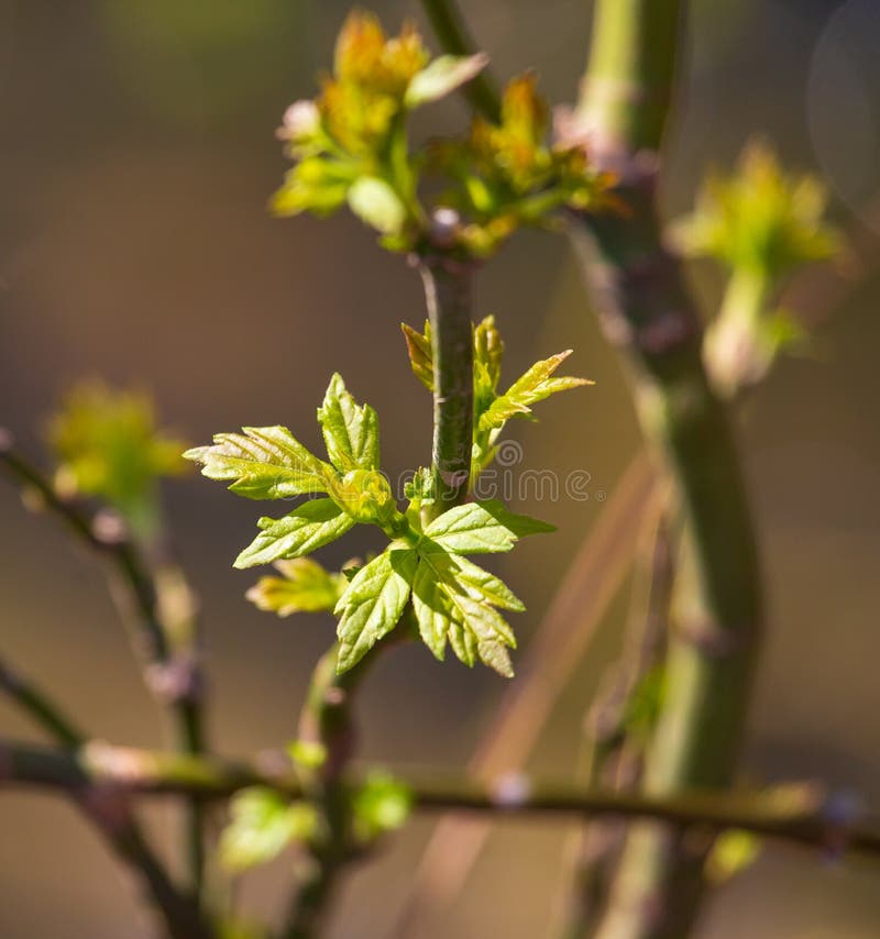Young Green Leaves on a Tree in Spring Stock Photo - Image of freshness ...