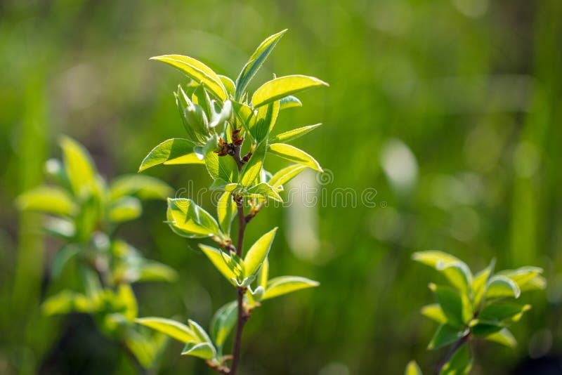 Young Green Leaves on a Tree in Spring Stock Image - Image of tree ...