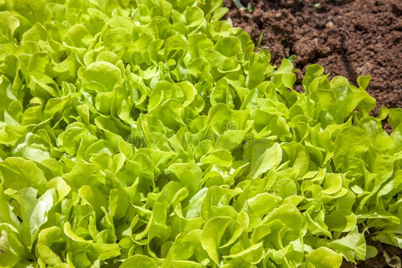 Young Green Lettuce on the Edge Stock Image - Image of spring, seed ...