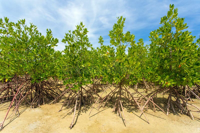 Young green mangrove trees stock image. Image of plant - 40994113