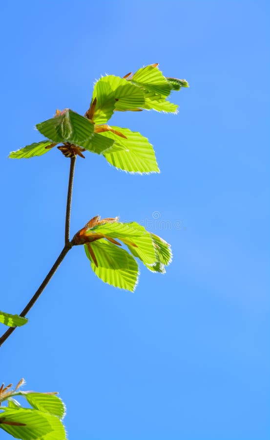 Young Green New Elm Leaves on a Branch Against a Blue Sky Stock Photo ...