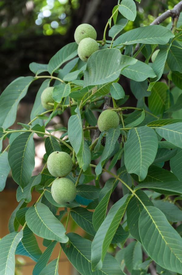 Young Green Nuts on the Tree with Leaves Stock Photo - Image of group ...