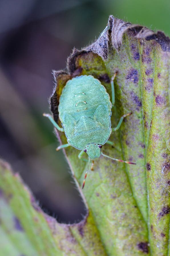 Green Nymph of Egyptian Locust Anacridium Aegyptium in Croatia Stock ...