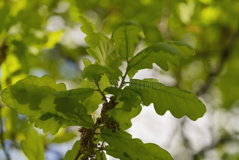 Young Green Oak Leaves on a Spring Day Stock Image - Image of green ...