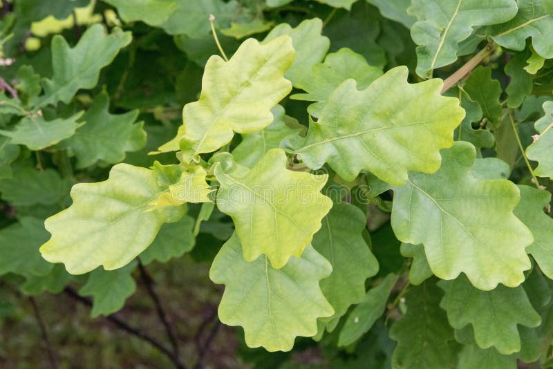 Oak leave stock image. Image of grass, outdoors, nature - 130442367