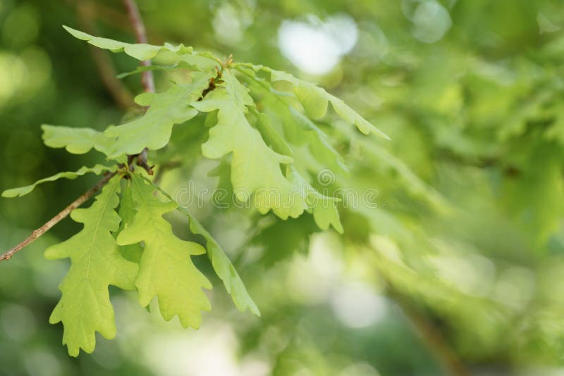 Young Green Oak Tree Leaves in Spring Day Stock Image - Image of beauty ...