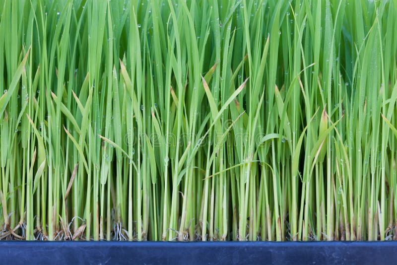 Paddy plant stock photo. Image of paddy, plant, little - 111237750