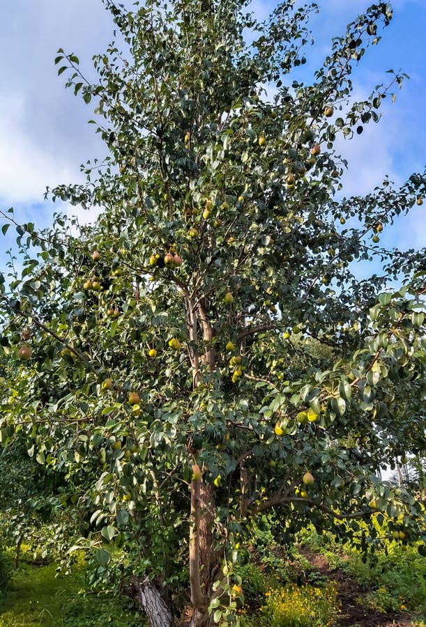 Young Green Pear Tree with Fruit in a Sunny Garden Stock Photo - Image ...