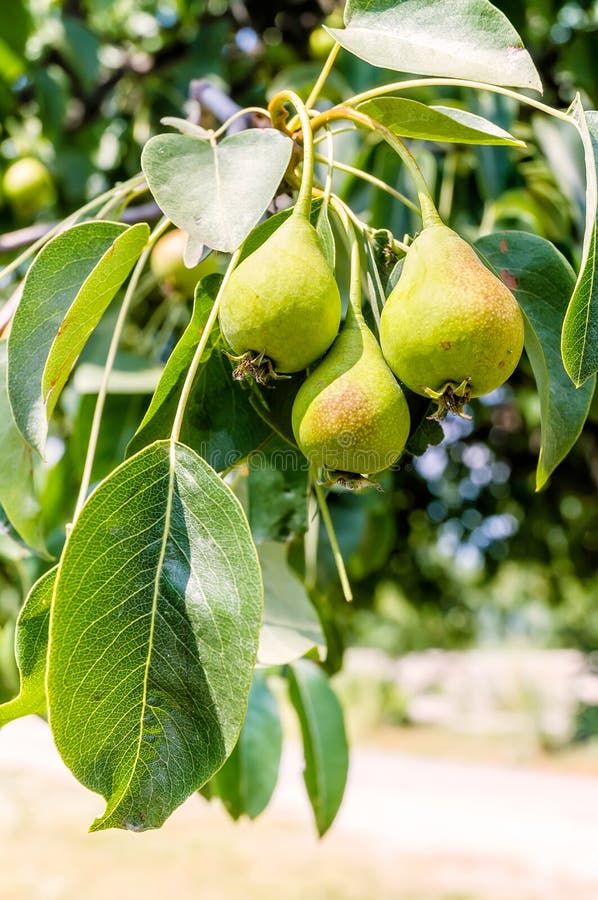 Young green pears stock photo. Image of plant, fresh - 32044714