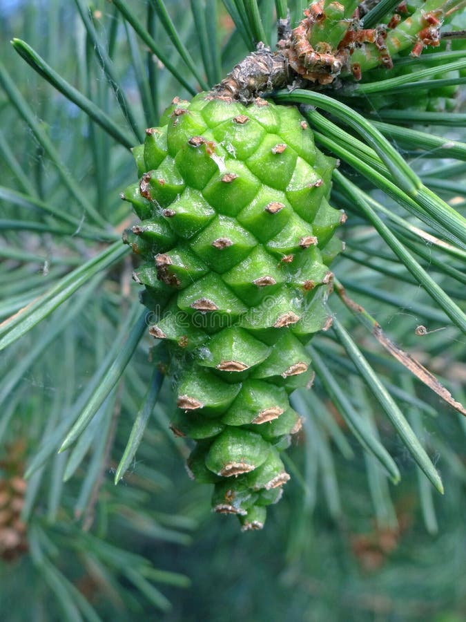 Young pine cone stock image. Image of pinecone, small, blur - 162587