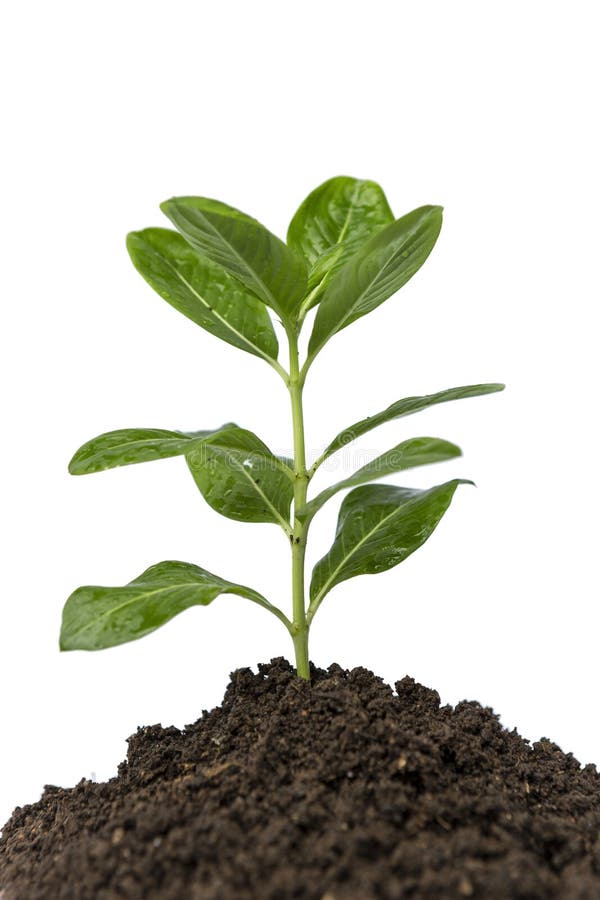 Young green plant stock photo. Image of growth, nature - 78001104