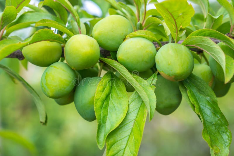Young Green Plum Fruit on a Tree, Fruit Stock Photo - Image of spring, food: 116728000