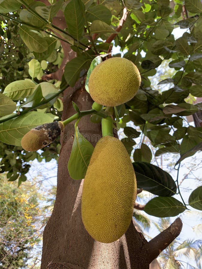 Young Jackfruit Growing on a Tree Stock Photo - Image of leaf, orange ...