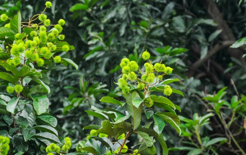 The Young and Green Rambutan Fruits Stock Photo - Image of branch ...