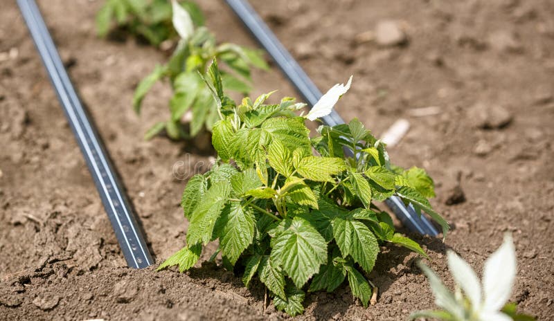 Young Green Raspberries in the Spring Stock Image - Image of raspberry ...