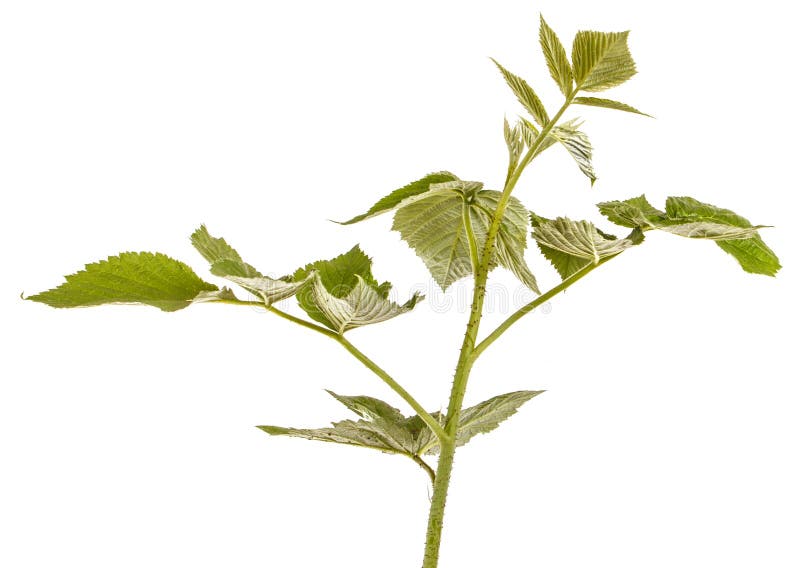 Young Green Raspberry Sprout with Green Leaves. Isolated on White Stock ...