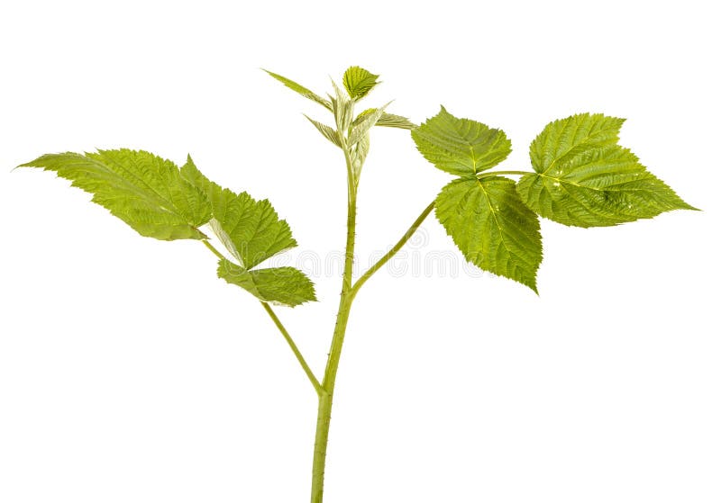 Young Green Raspberry Sprout with Green Leaves. Isolated on White Stock ...