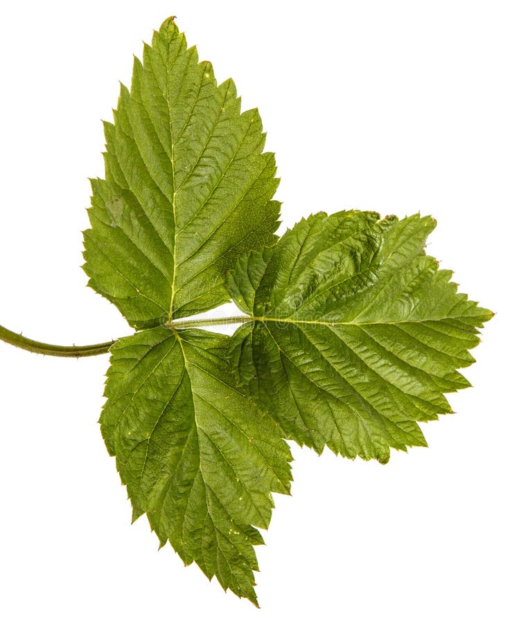 Young Green Raspberry Sprout with Green Leaves. Isolated on White Stock ...