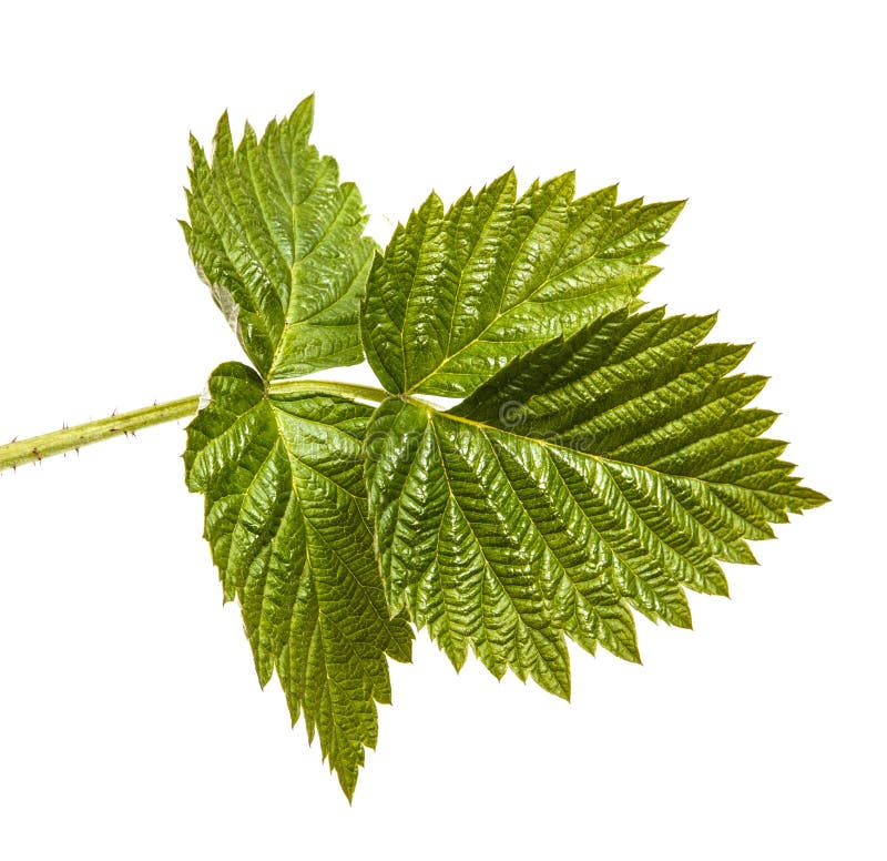 Young Green Raspberry Sprout with Green Leaves. Isolated on White Stock ...