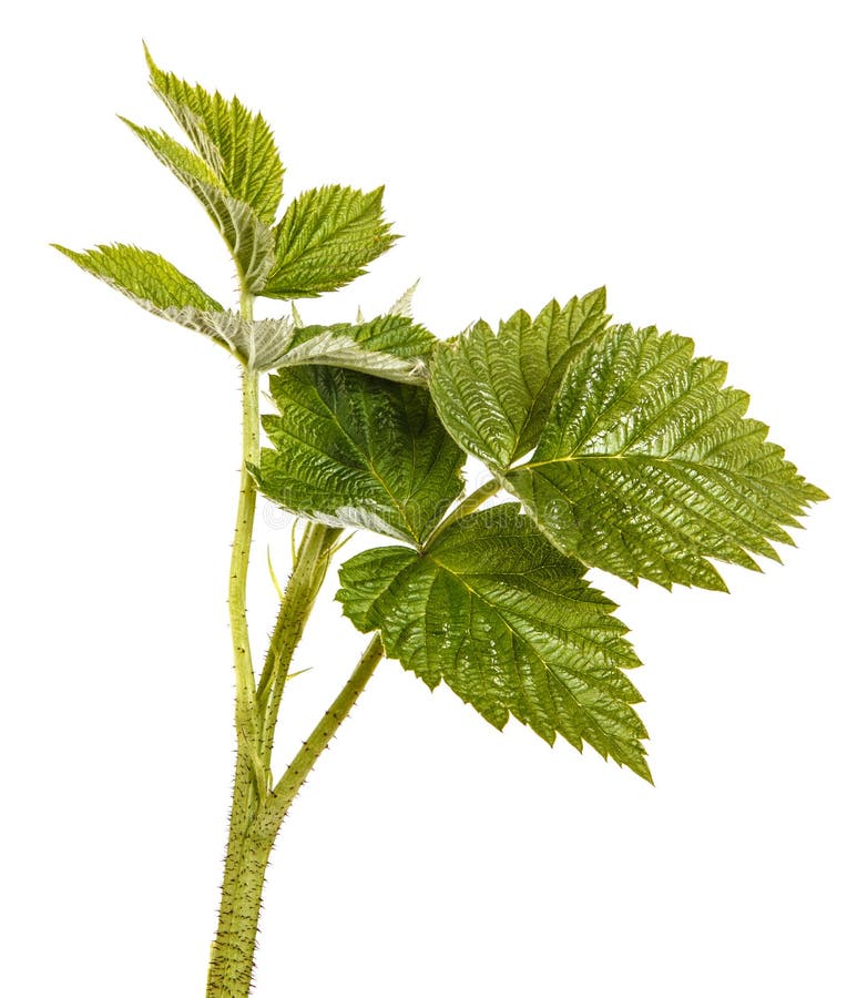 Young Green Raspberry Sprout with Green Leaves. Isolated on White Stock ...