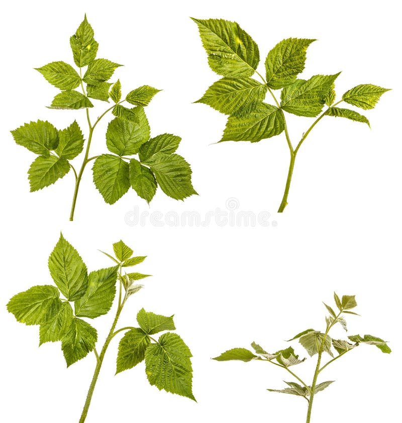 Young Green Raspberry Sprout with Green Leaves. Isolated on White. Set ...