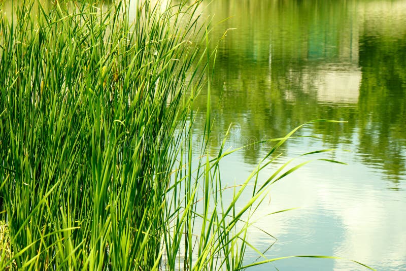 Young Green Reed on the Background of the Reservoir Stock Photo - Image ...