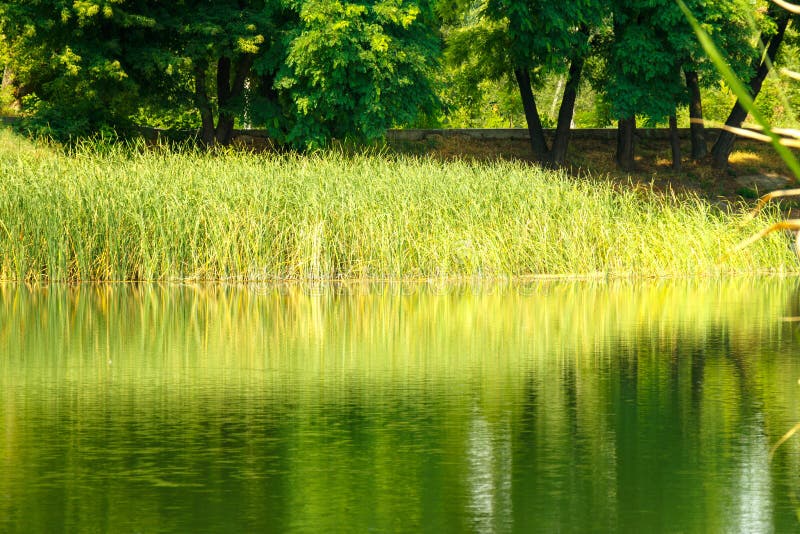 Young Green Reed on the Background of the Reservoir Stock Photo - Image ...