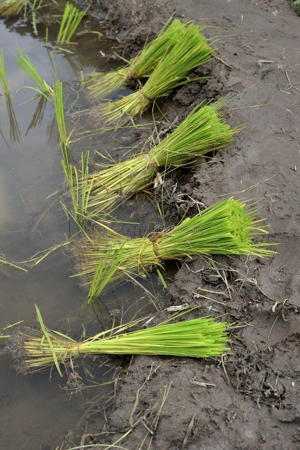 Young green rice farm stock image. Image of bunch, crop - 43077707