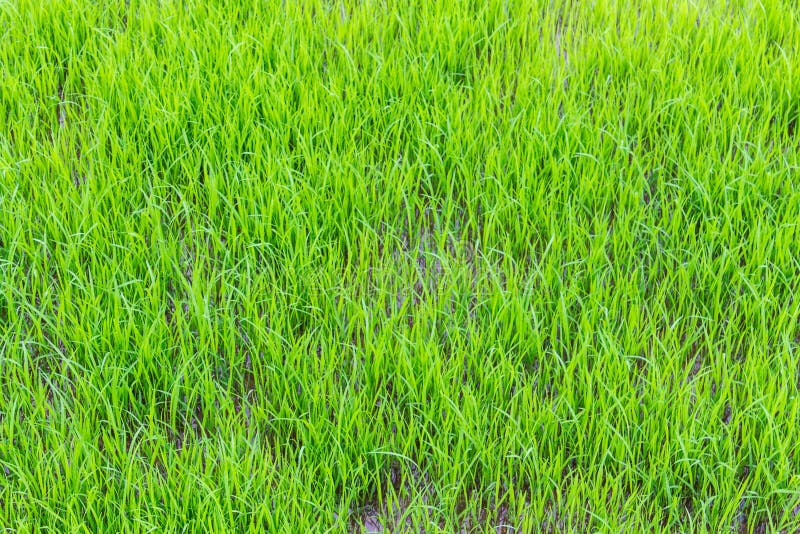 Young Green Rice Field Texture Stock Photo - Image of close, green ...