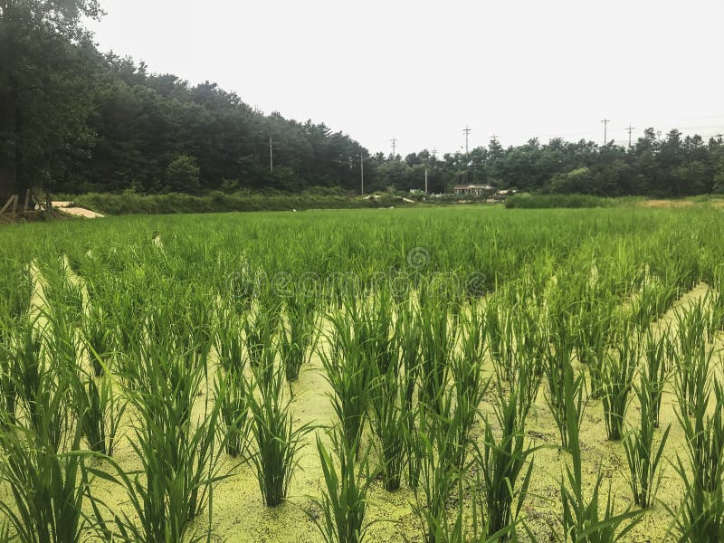 Young Green Rice Growing on a Farm in South Korea Stock Photo - Image ...