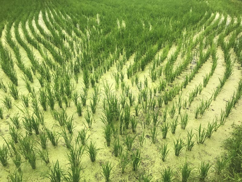Young Green Rice Growing on a Farm in South Korea Stock Image - Image ...