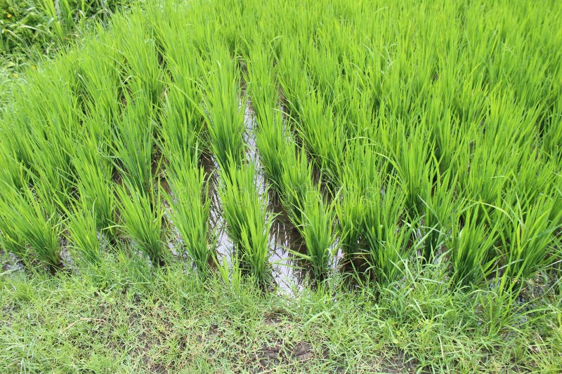 The Young Green Rice Paddy in the Rice Field Stock Photo - Image of ...