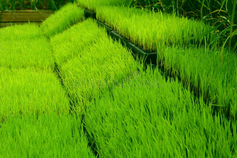 Young green rice plant stock photo. Image of foliage - 70876100