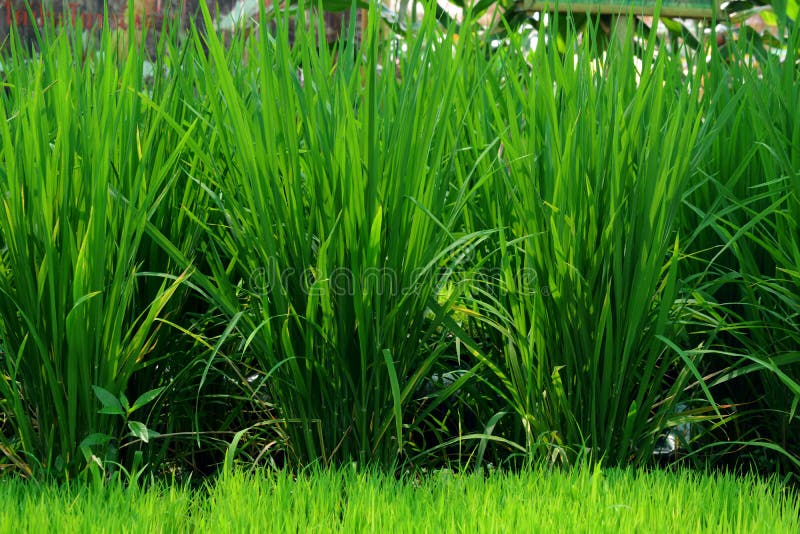 Young green rice plant stock photo. Image of farming - 70875324