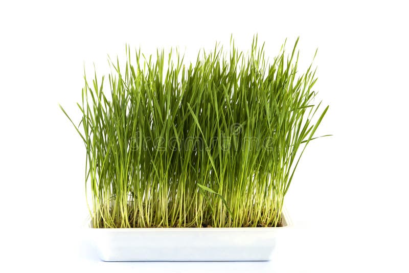 1,620 Young Rice Plant White Background Stock Photos - Free & Royalty ...