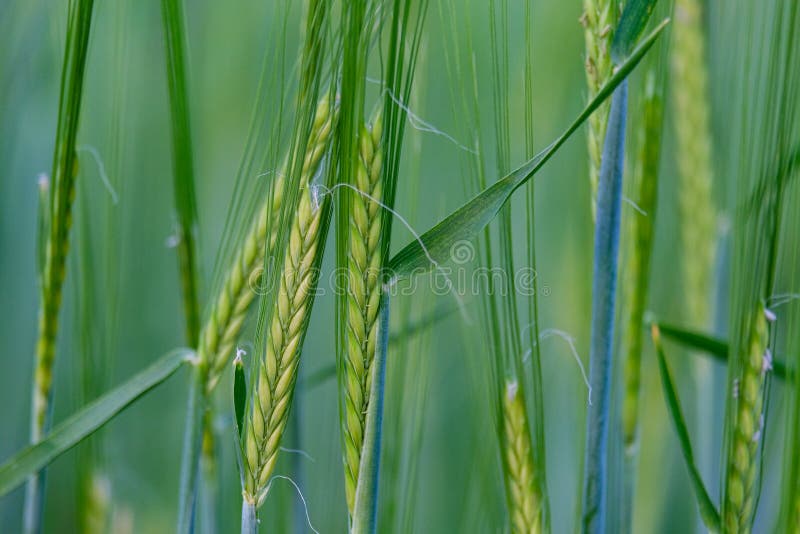 Young Green Rye in a Field Macro. Secale Cereale Stock Image - Image of ...