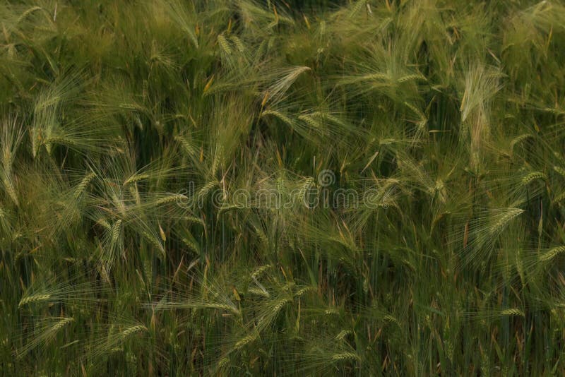 Young Green Rye Grains in the Field. Stock Photo - Image of corn, east ...