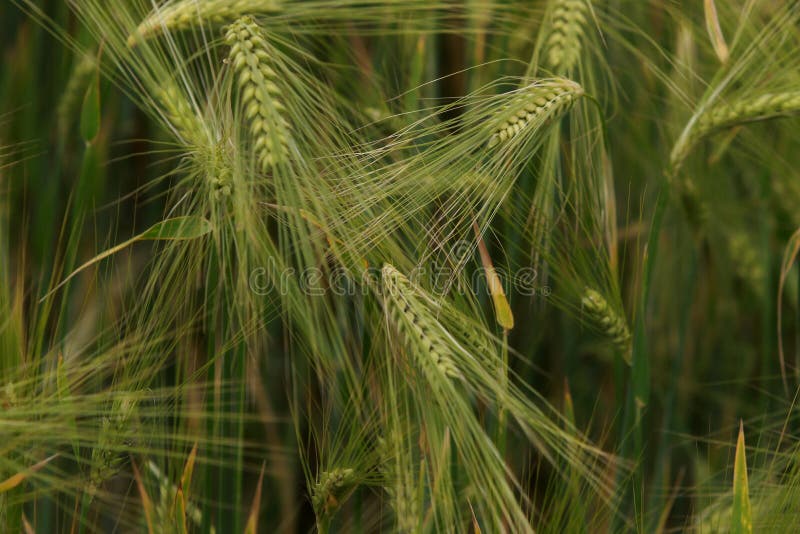 Young Green Rye Grains in the Field. Stock Photo - Image of corn, east ...