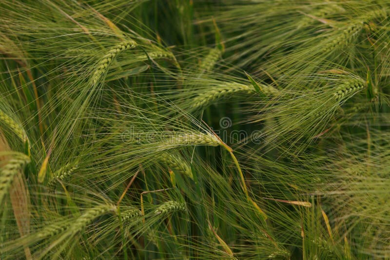 Young Green Rye Grains in the Field. Stock Photo - Image of beauty ...