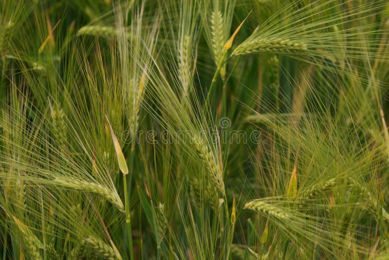 Young Green Rye Grains in the Field. Stock Image - Image of freshness ...