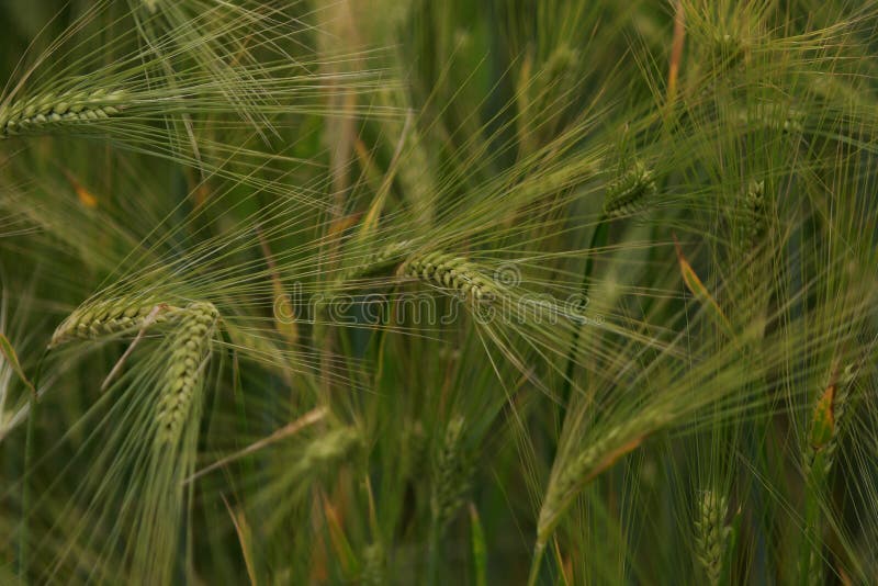 Young Green Rye Grains in the Field. Stock Image - Image of cereal ...